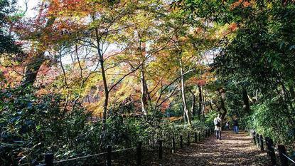Institute for Nature Study - Nature Reserve - Tokyo Travel