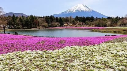 Fuji Shibazakura Festival 2026 - Fuji Five Lakes Travel