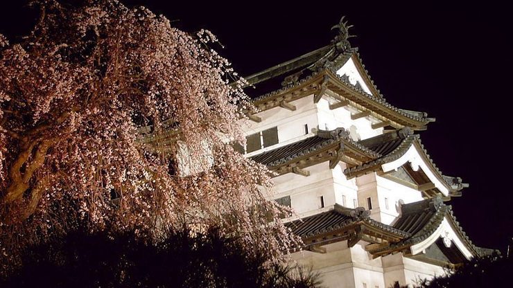 A Beginner's Guide to Cherry Blossom Viewing: How to do hanami?