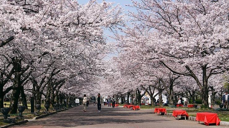 A Beginner's Guide to Cherry Blossom Viewing: When do the cherry ...