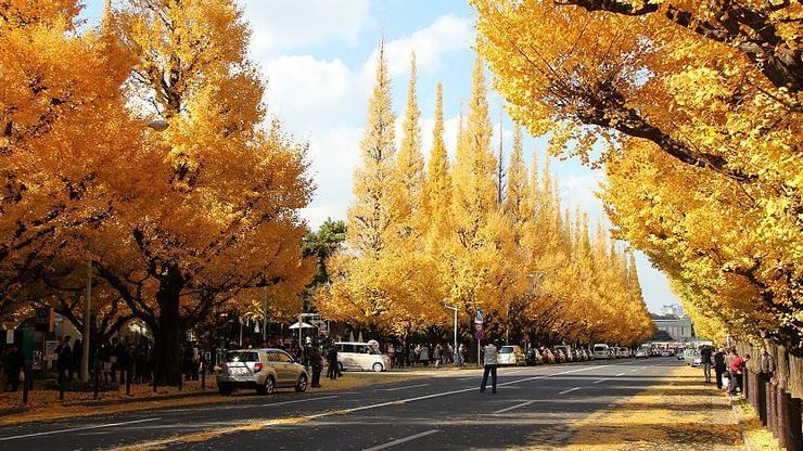 Autumn leaves in Japan: What trees turn colors?