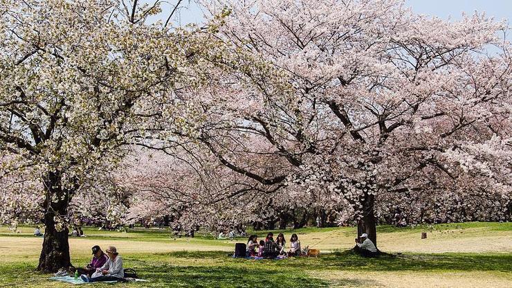 Showa Memorial Park (Showa Kinen Koen) - Tokyo Travel
