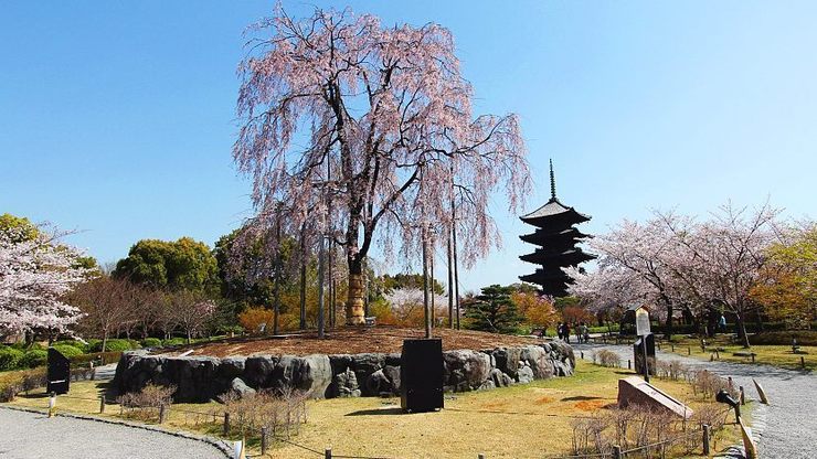 Toji Temple - Kyoto Travel