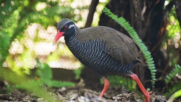 Yanbaru Region (Yambaru Region) - Okinawa Travel
