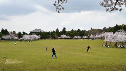 Nara Park - Nara Travel