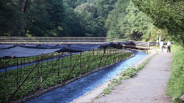 Daio Wasabi Farm - Matsumoto Travel