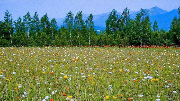 Flower and Lavender Fields - Furano Travel