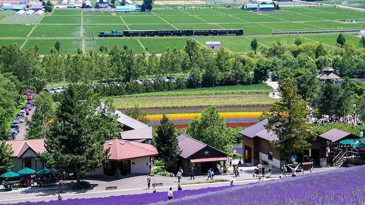 Flower and Lavender Fields - Furano Travel