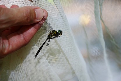 Wild Japan - Birds, bugs and giant flying squirrels