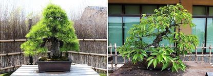 Bonsai - where to see bonsai in Japan