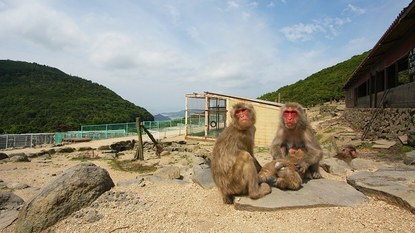 Choshikei Monkey Park - Shodoshima Travel