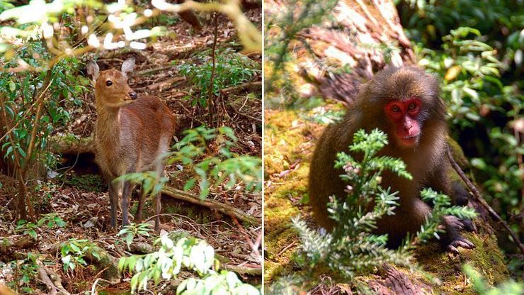 Yakushima: Around the Island
