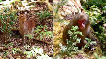 Around the Island - Yakushima Travel