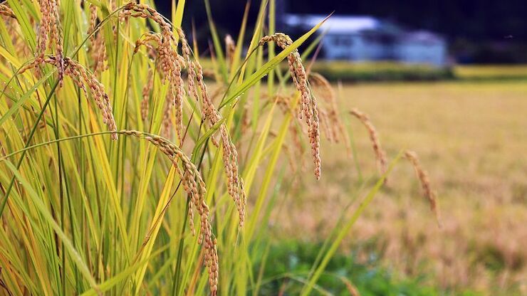 Sake (Japanese Rice Wine)