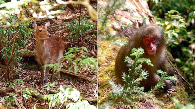 Around the Island - Yakushima Travel