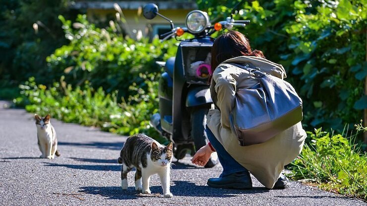 Tashiro Island (Tashirojima) Cat Island - Sanriku Coast Travel