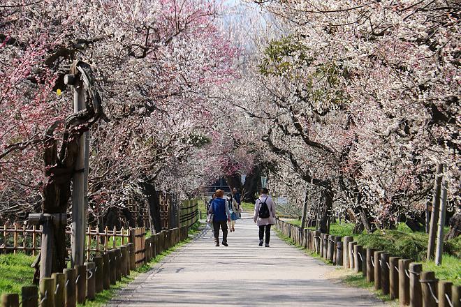 Mito Travel Guide - What to do in Mito City