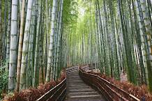 Japanese Ferries (Domestic Routes)