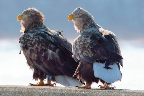 Japanese Ferries (Domestic Routes)