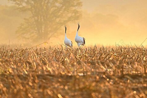 Japan Event Calendar: May 2025