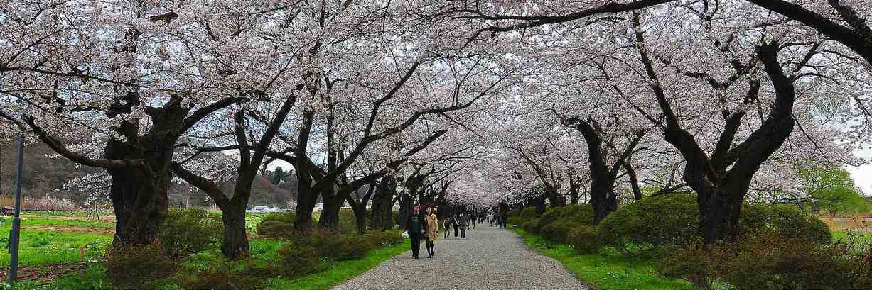 Kitakami Travel Guide - What to do in Kitakami City