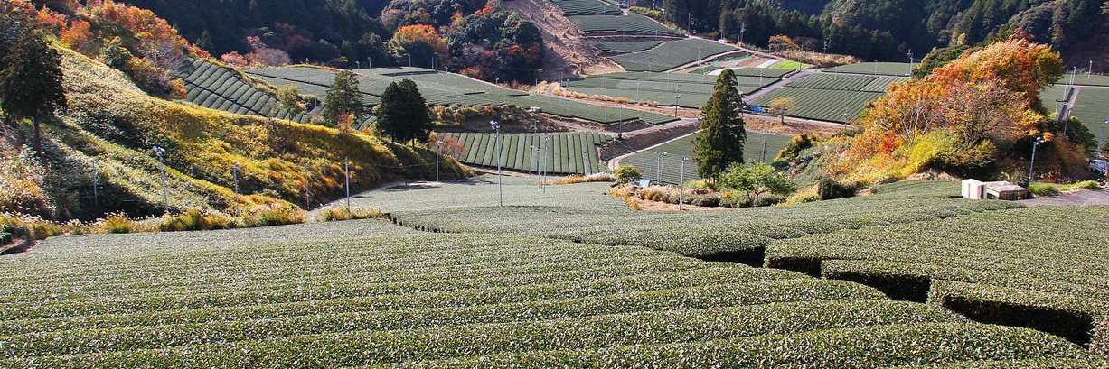 Kakegawa Travel Guide - What to do in Kakegawa City