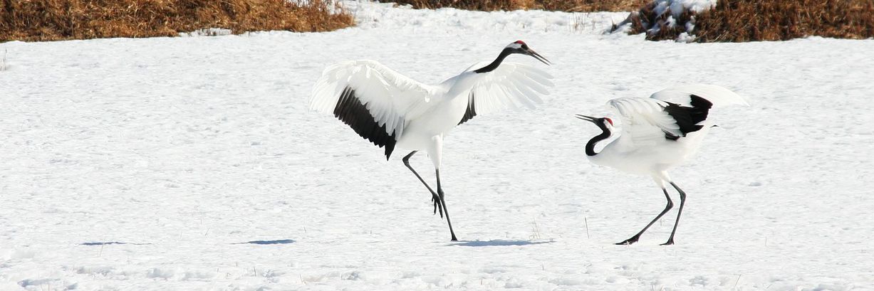 Kushiro Travel Guide - What to do in Kushiro