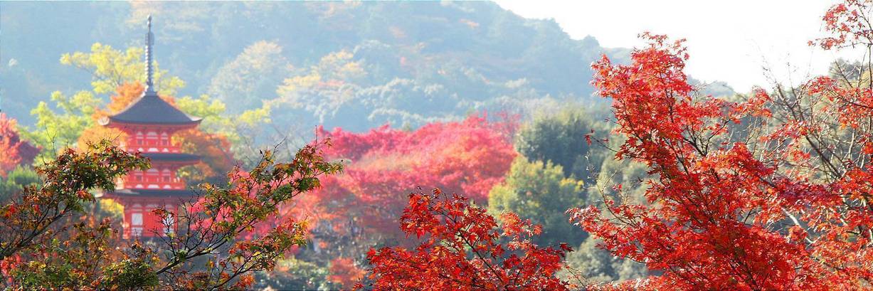 Kyoto Prefecture Travel Guide