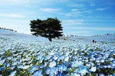 Mito Travel Guide - What to do in Mito City