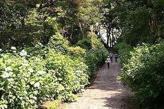 Izu Peninsula Travel Guide - What to do on the Izu Hanto